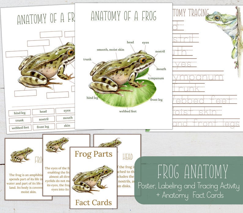 FROG Unit Study, Life Cycle, Anatomy, Nature Study, Science ...