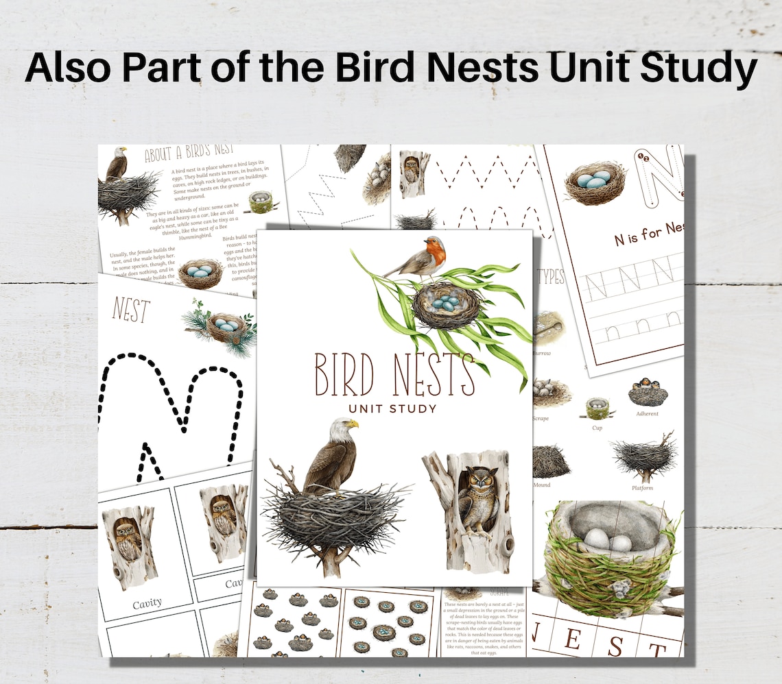 Bird Nests Fact Cards: Montessori Homeschool Poster (digital DIY) - Etsy