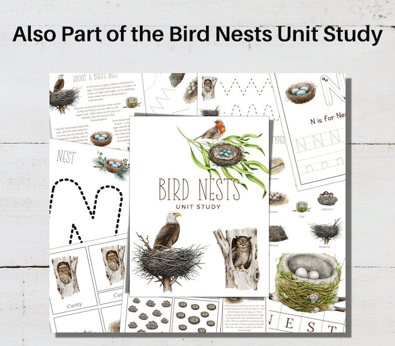 Bird NESTS Fact Cards 3 Part Cards and Mini Poster Nature - Etsy