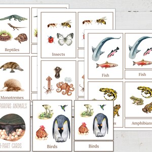 EGG Unit Study, Oviparous Animals, Life Cycle, Anatomy, Nature Study ...