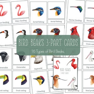 BIRD BEAKS Poster, Fact Cards and 3-part Cards, Homeschool, INSTANT ...