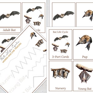 BAT Life Cycle, Nature Study, Homeschool Printable, Instant Download - Etsy