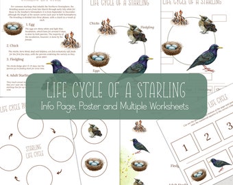 American Robin Life Cycle Pack Homeschool Printable 3-part Cards Nature ...