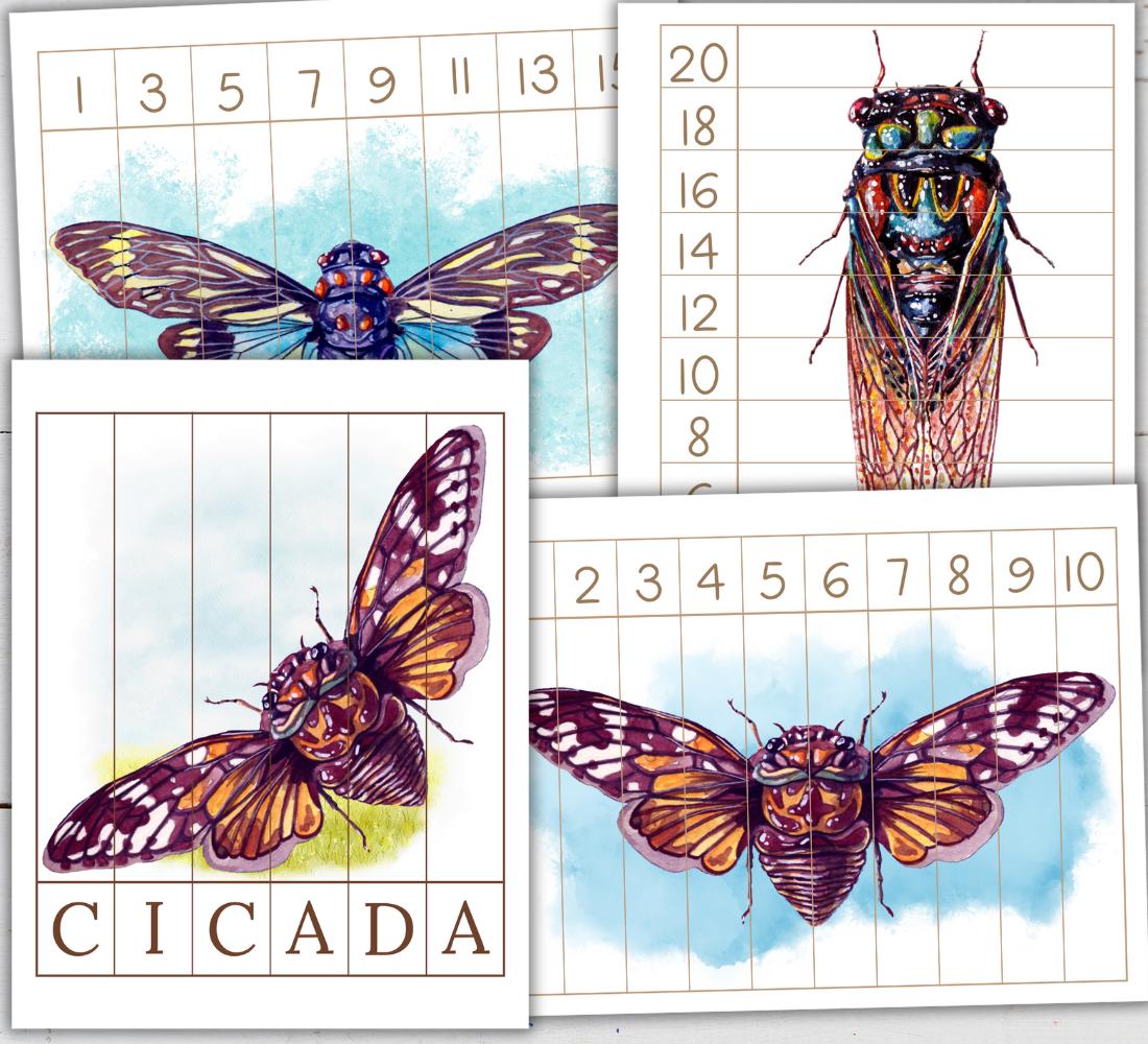 Cicada Life Cycle Unit Study: Anatomy, Homeschool Printable (instant ...