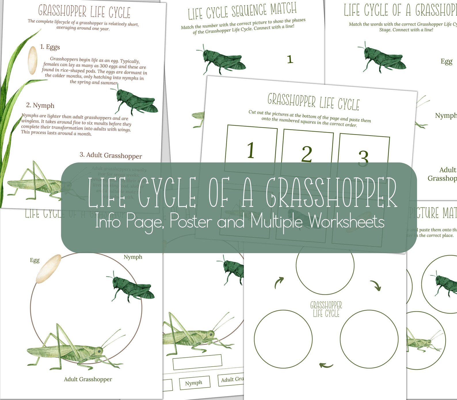 GRASSHOPPER Unit Study Life Cycle Anatomy Nature Study - Etsy
