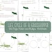 Grasshopper Unit Study: Life Cycle, Anatomy, Homeschool Printable ...