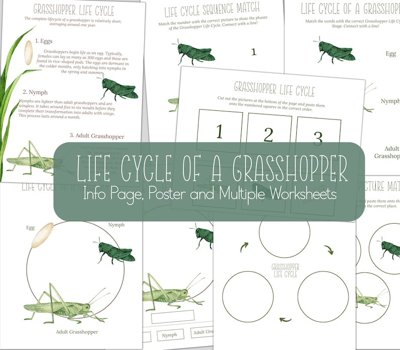GRASSHOPPER Unit Study Life Cycle Anatomy Nature Study - Etsy