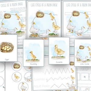 Ducks Unit Study: Life Cycle, Anatomy, Activities (homeschool Printable ...