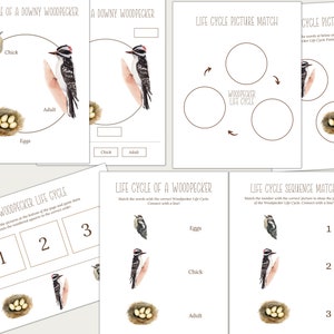 Woodpeckers Unit Study: Life Cycle, Anatomy, Homeschool Printable ...