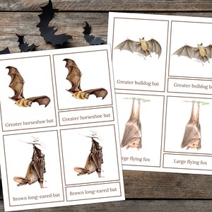 BATS Mini Poster, Fact Cards and 3 Part Cards, Nature, Digital DIY ...