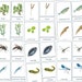 POND ECOSYSTEM Mini Poster, Fact Cards and 3 Part Cards, Nature ...
