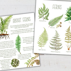 FERNS Unit Study, Life Cycle, Anatomy, Nature Study, Science ...