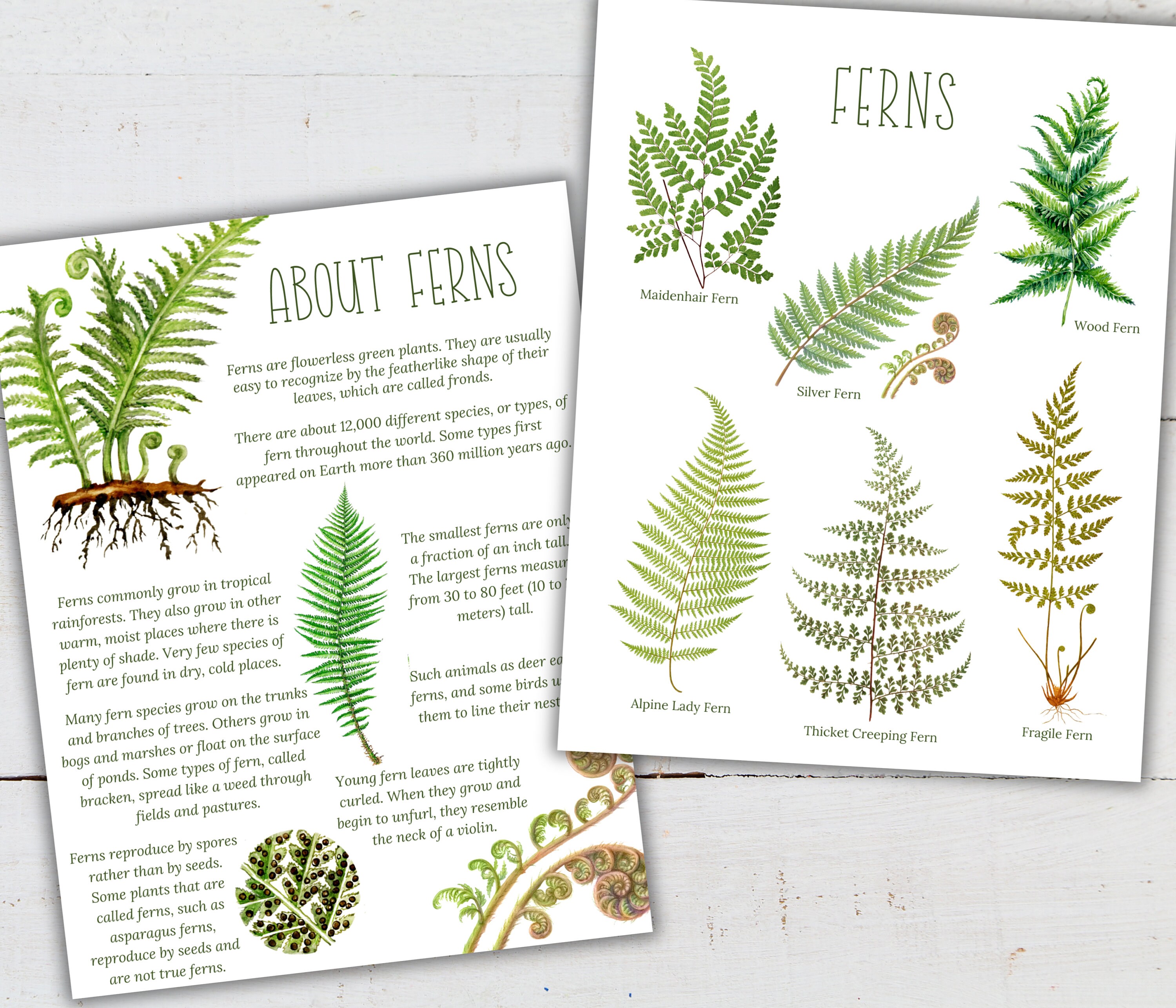 Ferns Unit Study: Life Cycle, Anatomy, Family Style Activities ...