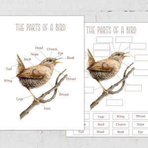 BIRD AND EGG Anatomy, Poster, Labeling and Tracing Activity, Bird Study ...