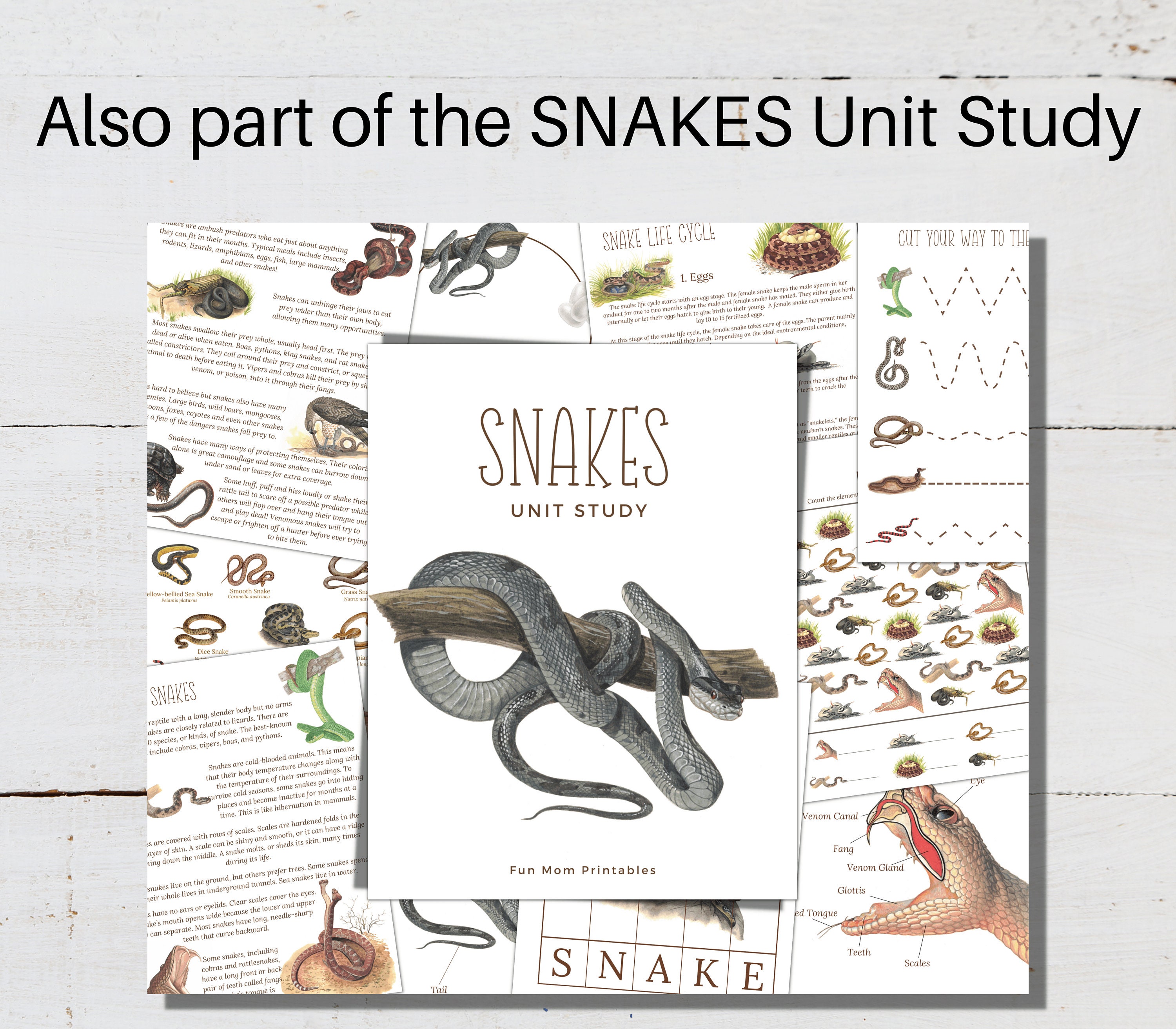 SNAKE Life Cycle Nature Study Homeschool Printable Instant - Etsy