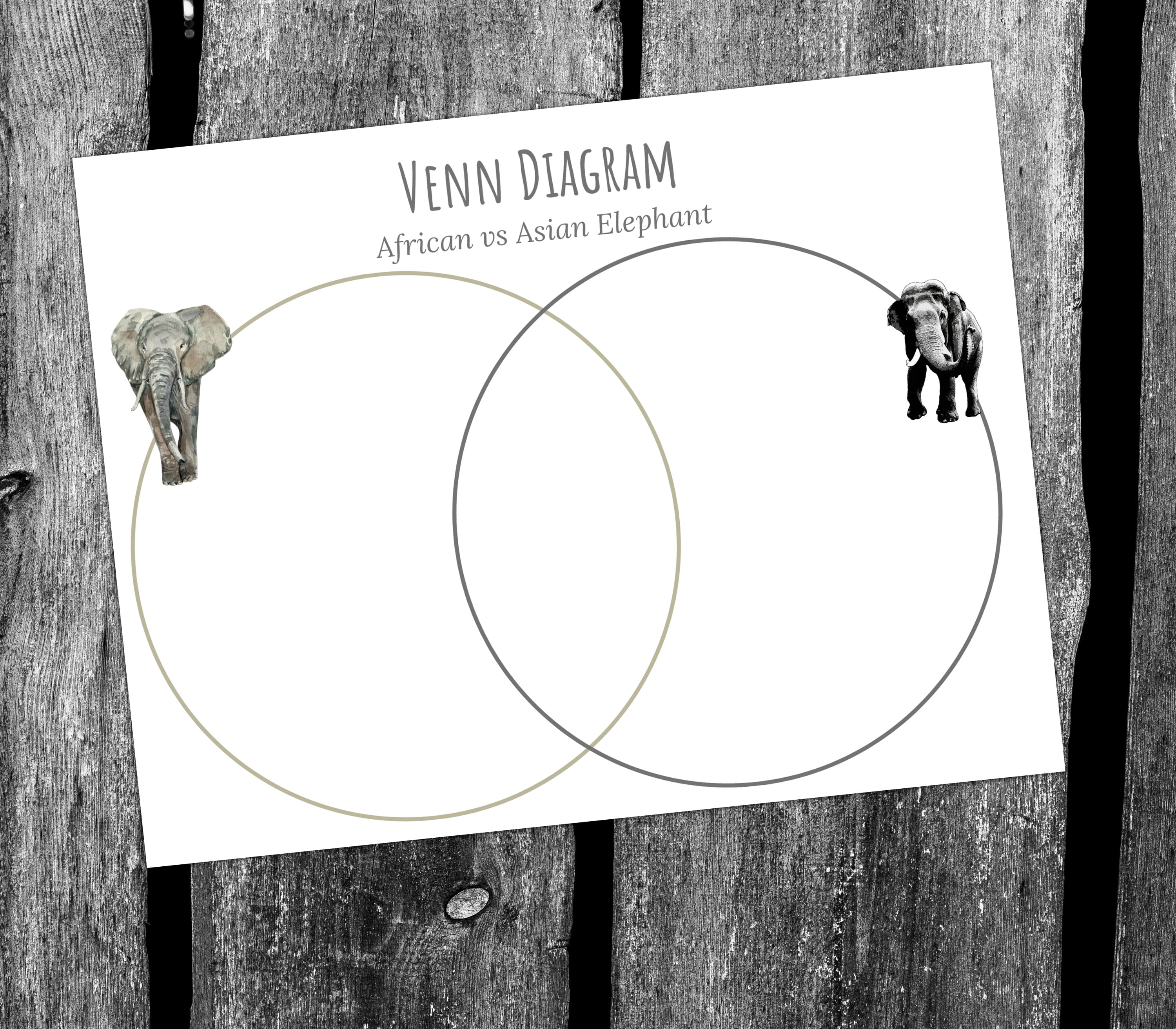 AFRICAN Vs ASIAN Elephant Venn Diagram Activity Homeschool - Etsy