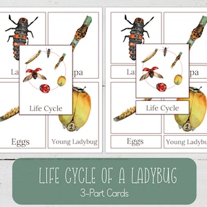 LADYBUGS Unit Study, Nature Study, Ladybug Activities, Science ...