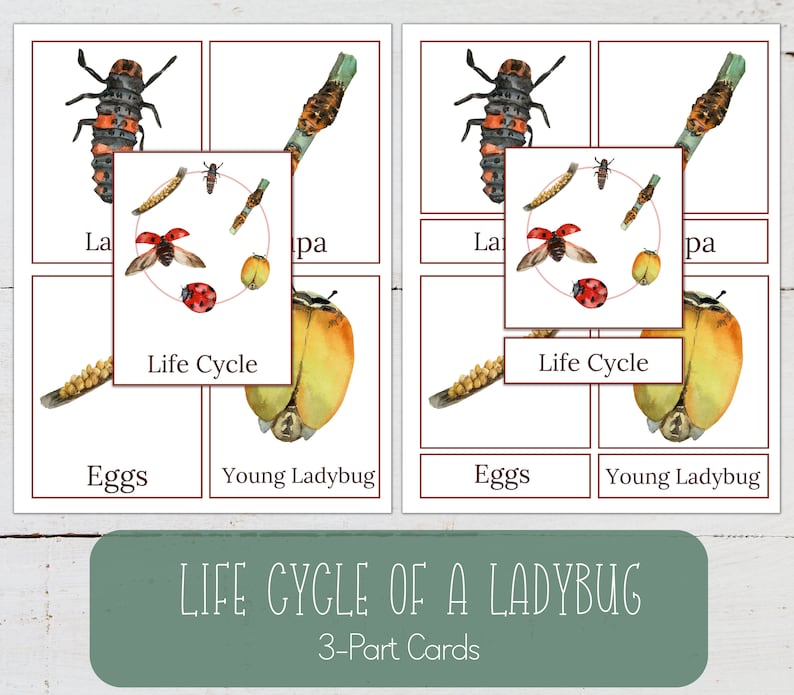 LADYBUGS Unit Study, Nature Study, Ladybug Activities, Science ...