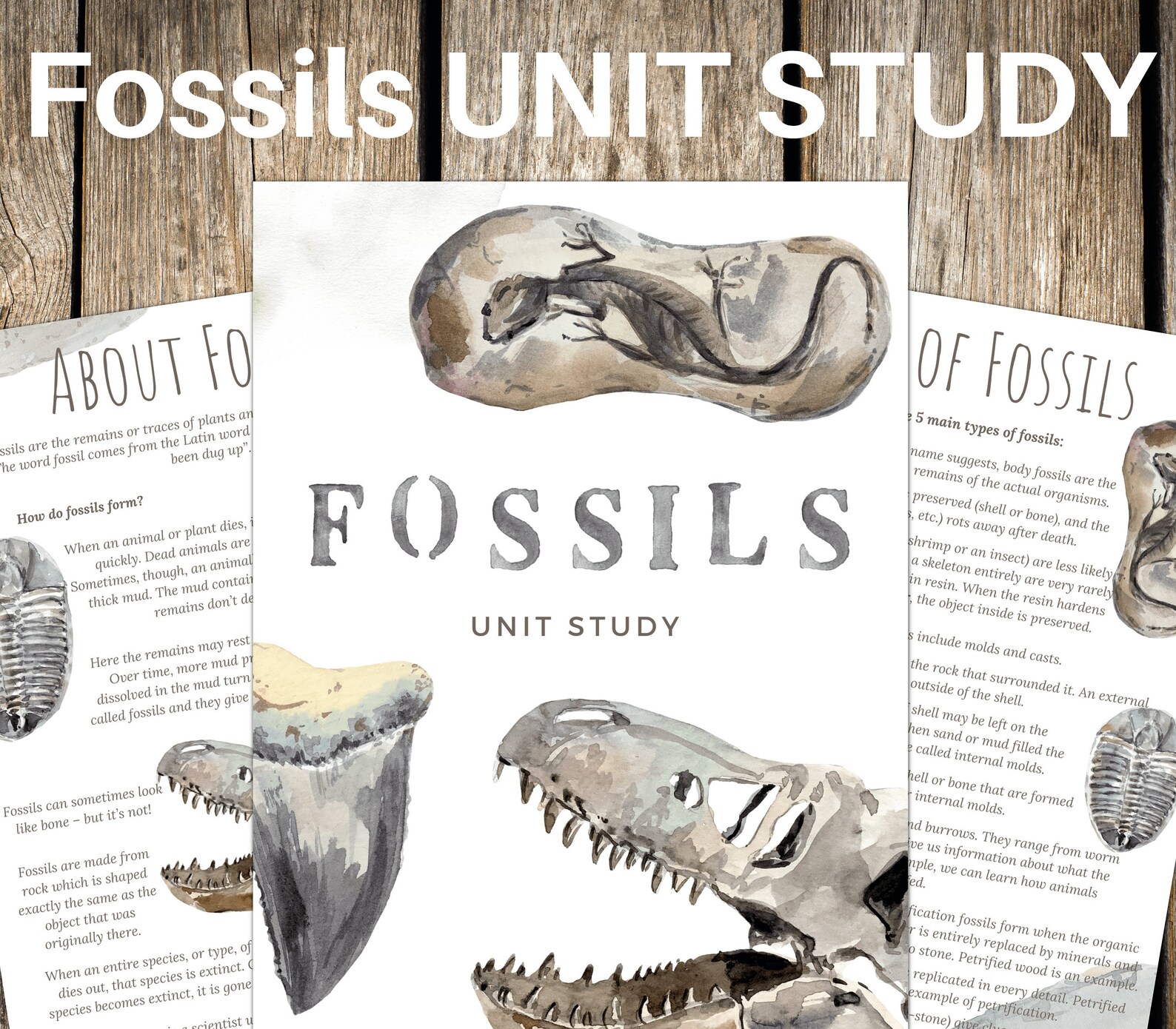 FOSSILS Unit Study Anatomy Nature Study Science - Etsy