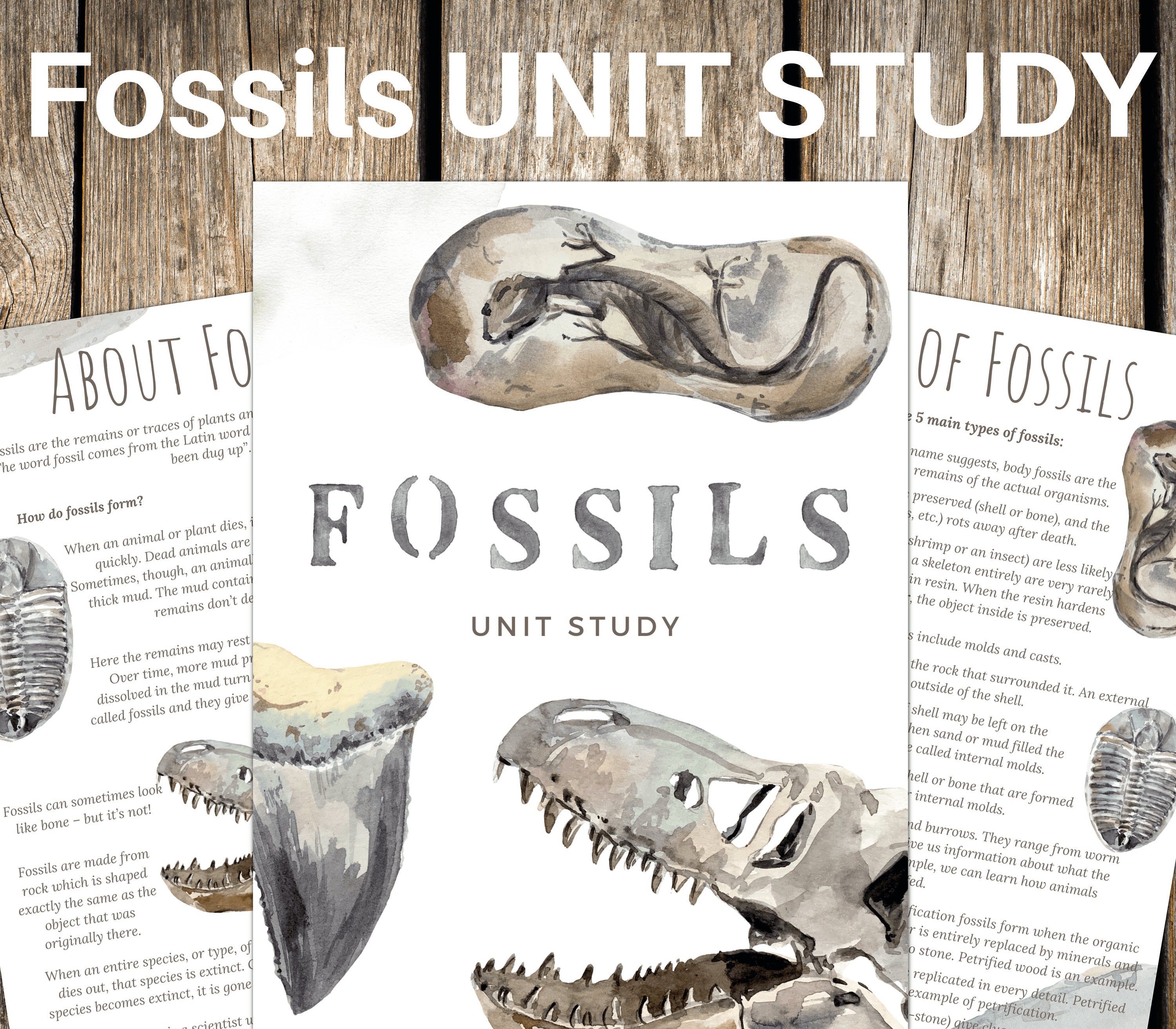 FOSSILS Unit Study Anatomy Nature Study Science - Etsy