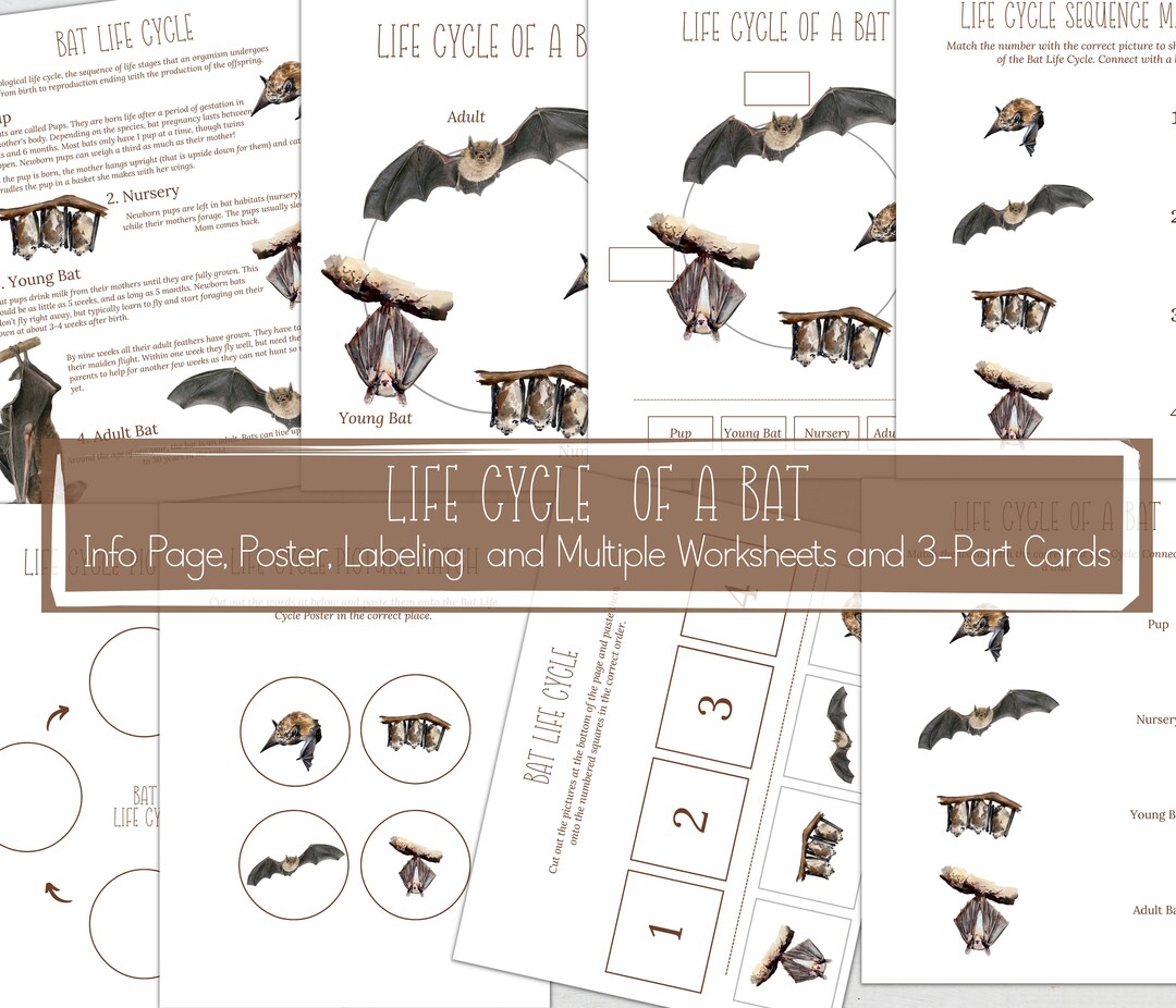 BAT Life Cycle, Nature Study, Homeschool Printable, Instant Download - Etsy