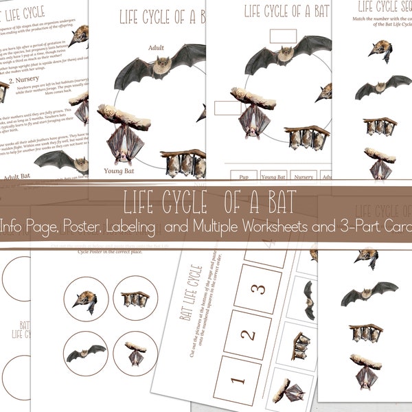Life Cycle of Bat Clipart - Etsy