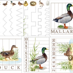 MALLARD DUCK Unit Study, Life Cycle, Anatomy, Nature Study, Science ...