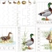MALLARD DUCK Unit Study, Life Cycle, Anatomy, Nature Study, Science ...