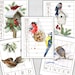 WINTER BIRDS Unit Study, Nature Study, Science, Handwriting, Homeschool ...