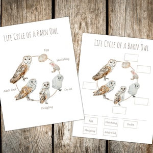 OWL LIFE CYCLE, Nature Study, Homeschool Printable, Instant Download - Etsy