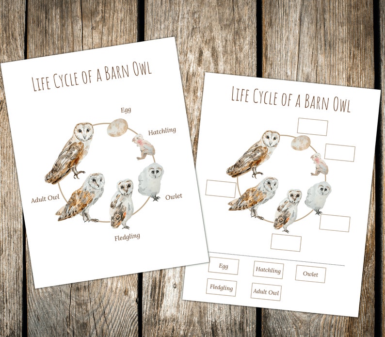 OWL LIFE CYCLE Nature Study Homeschool Printable Instant - Etsy