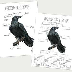 RAVEN Unit Study, Anatomy, Nature Study, Science, Handwriting ...