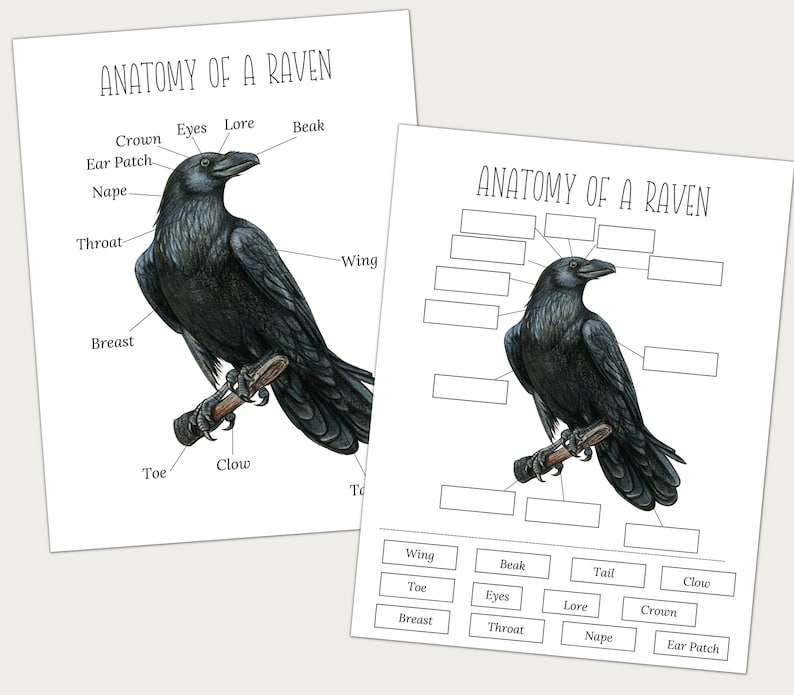 RAVEN Unit Study Anatomy Nature Study Science Handwriting - Etsy