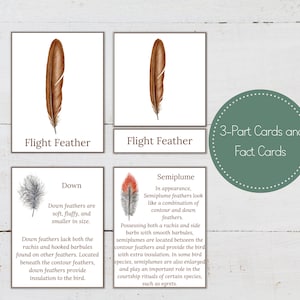 BIRD FEATHERS Info Page, Poster, Fact Cards and 3-part Cards ...