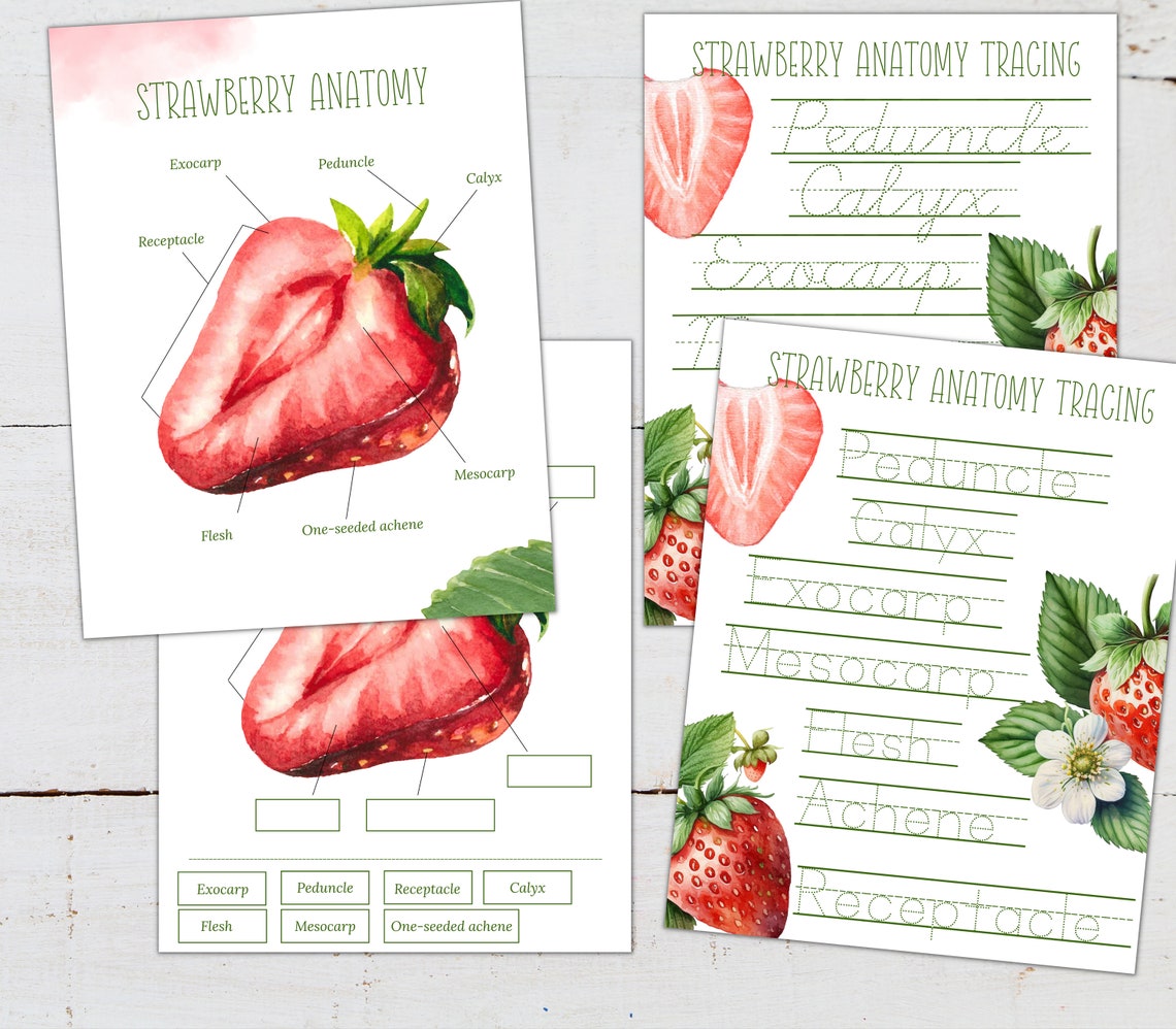 STRAWBERRY Anatomy Posters Labeling and Tracing Activities - Etsy Canada