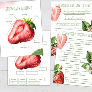 STRAWBERRY Anatomy, Posters + Labeling and Tracing Activities ...