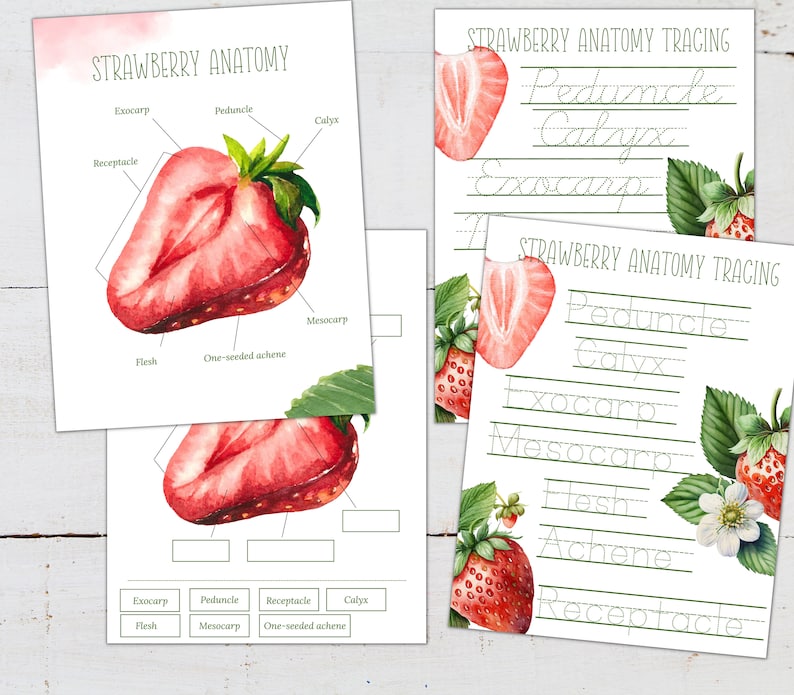 STRAWBERRY Anatomy Posters Labeling and Tracing Activities - Etsy Canada