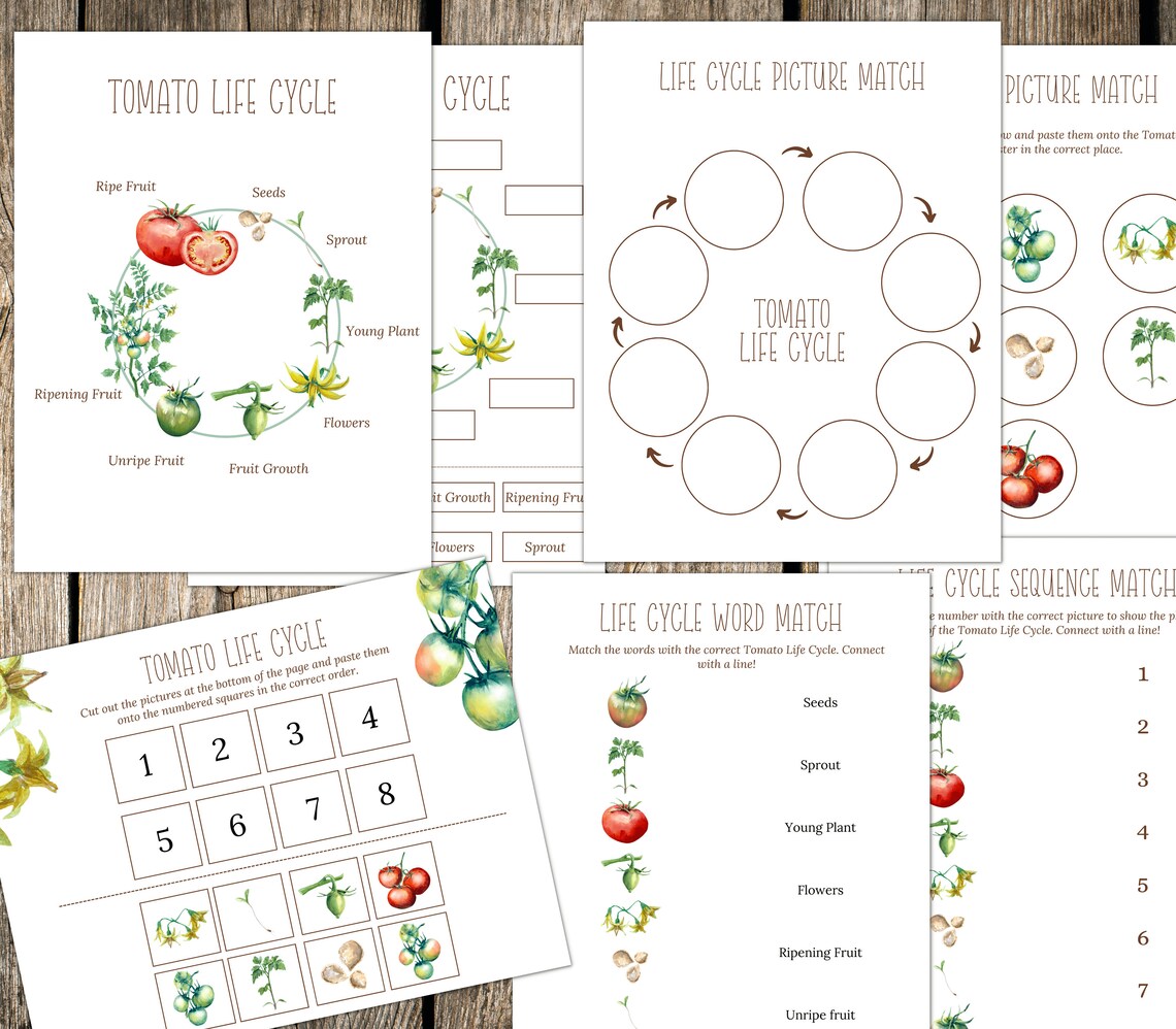TOMATO Unit Study Life Cycle Anatomy Nature Study Science - Etsy