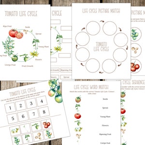 TOMATO Unit Study, Life Cycle, Anatomy, Nature Study, Science ...