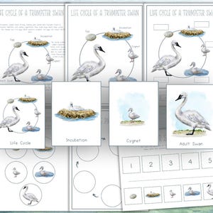SWAN Life Cycle, Nature Study, Homeschool Printable, Instant Download ...
