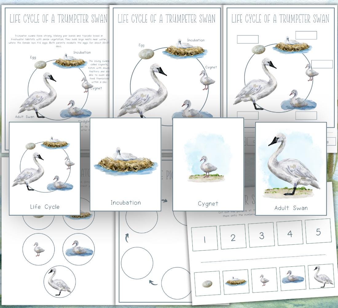 SWAN Life Cycle, Nature Study, Homeschool Printable, Instant Download ...