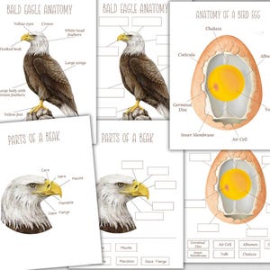 Eagles Unit Study: Life Cycle, Anatomy, Homeschool Printable (instant ...