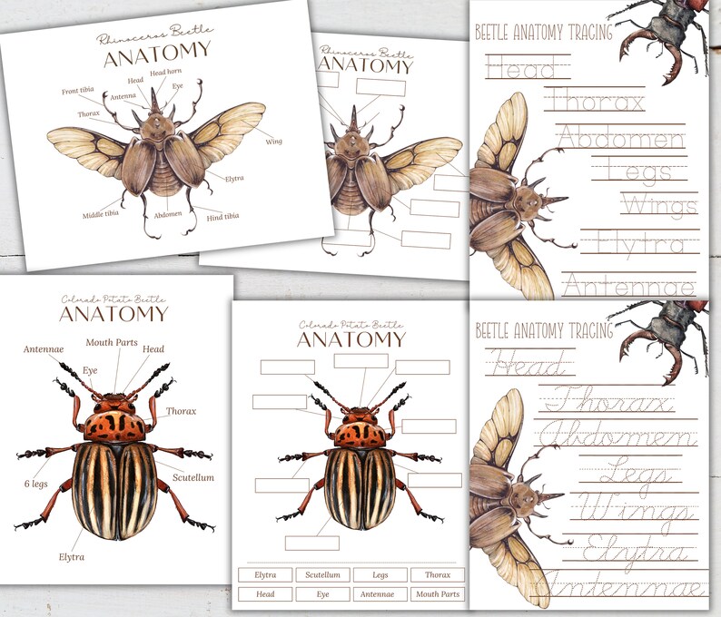 Beetles Unit Study: Homeschool Science Printable (instant Download) - Etsy