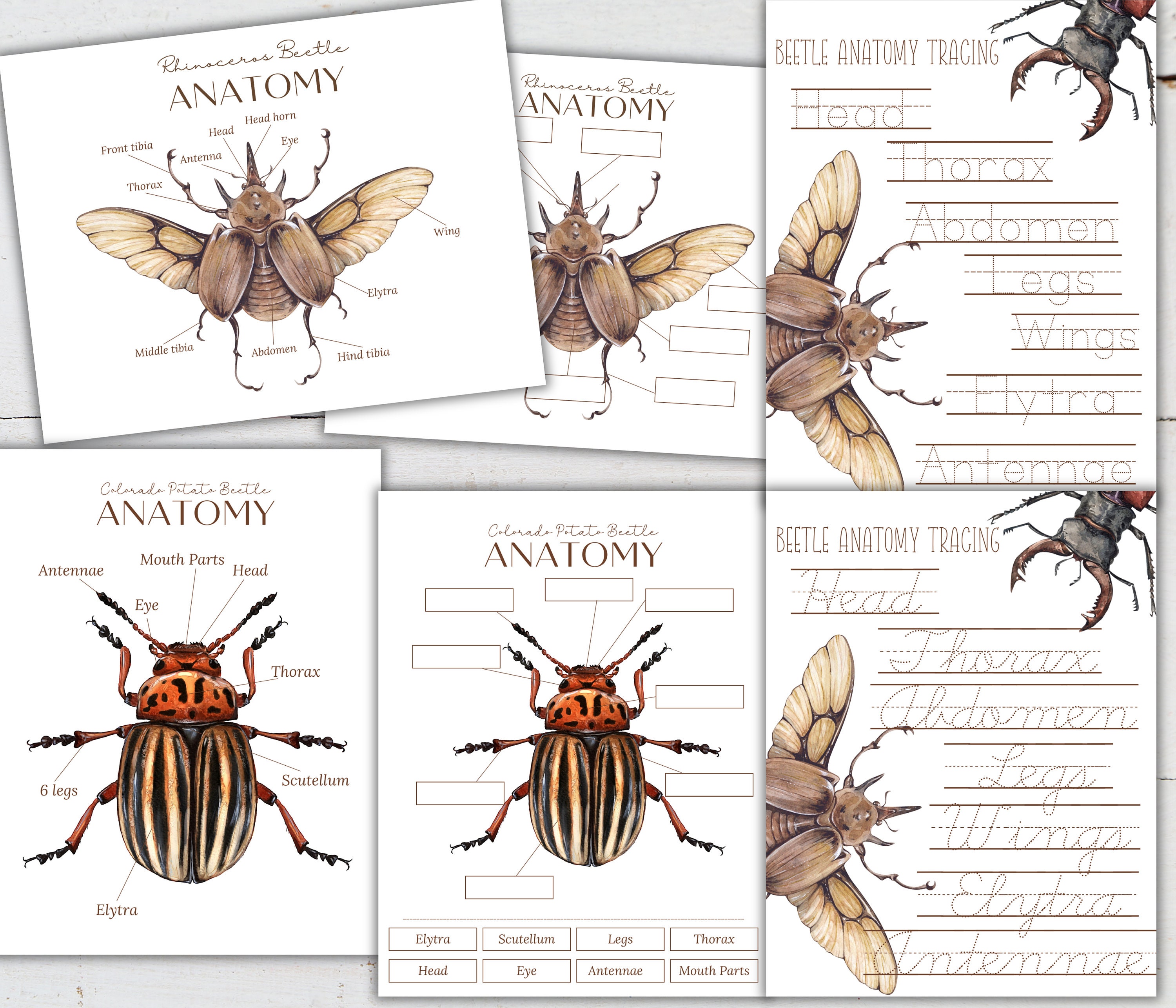 Beetles Unit Study: Homeschool Science Printable (instant Download) - Etsy