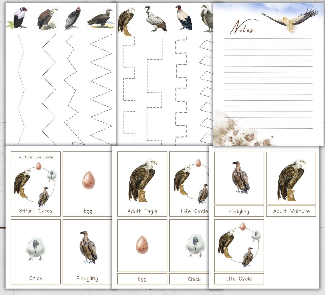 Vultures Unit Study: Life Cycle, Anatomy, Homeschool Printable (instant ...