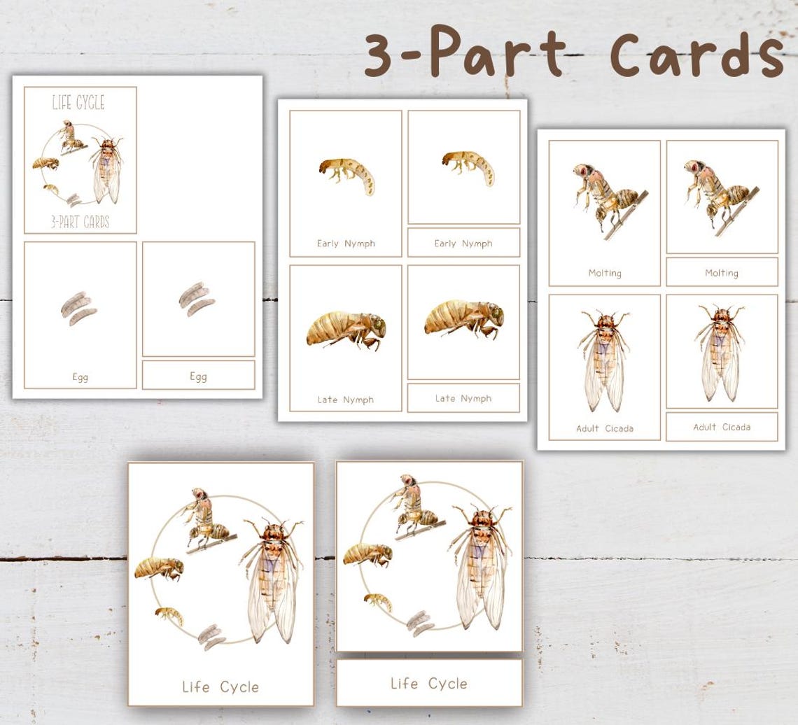 Cicada Life Cycle Unit Study: Anatomy, Homeschool Printable (instant ...