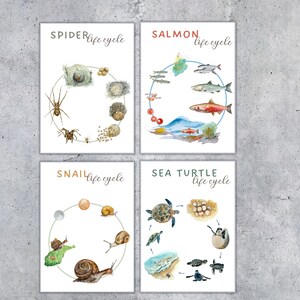 Life Cycle Printable 5x7" Flashcards. Montessori, Instant Download - Etsy