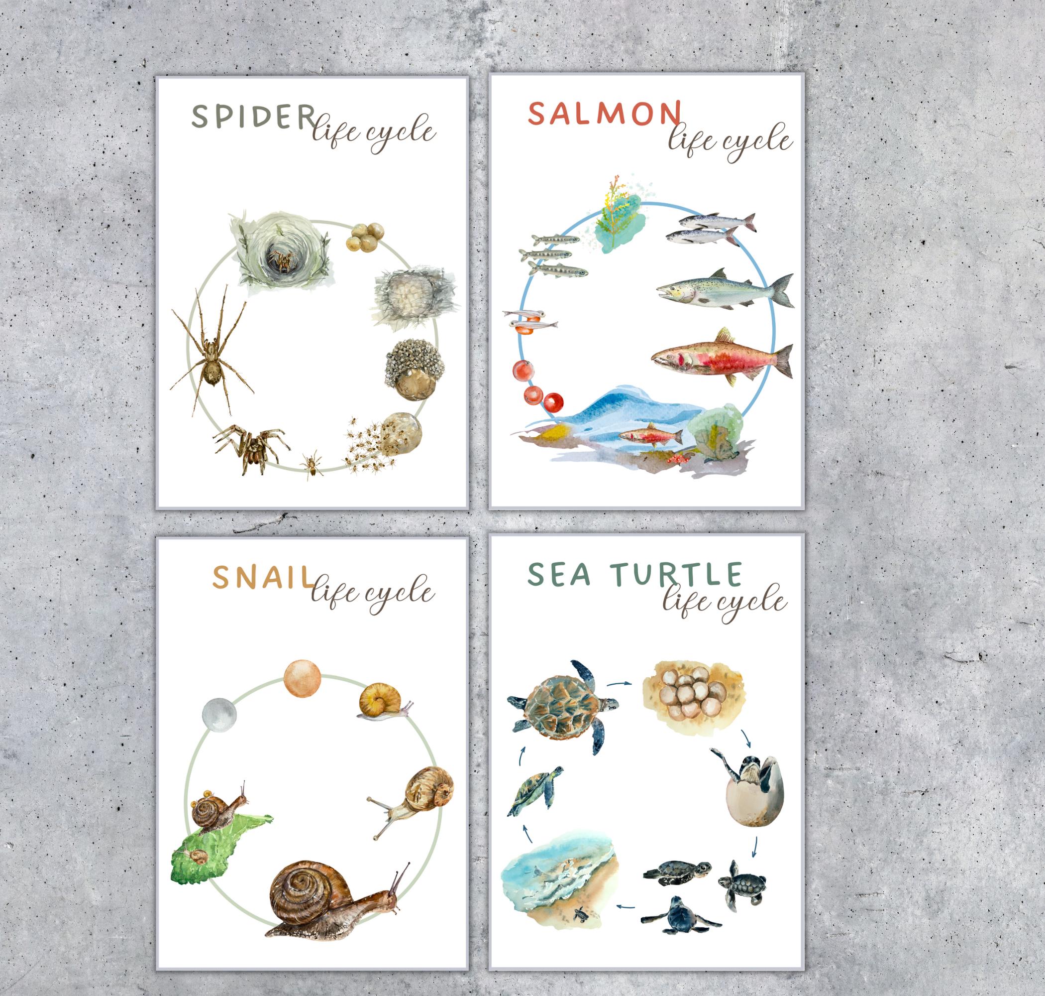 Life Cycle Printable 5x7" Flashcards. Montessori, Instant Download - Etsy