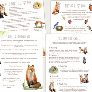 RED FOX Unit Study Life Cycle Anatomy Nature Study - Etsy
