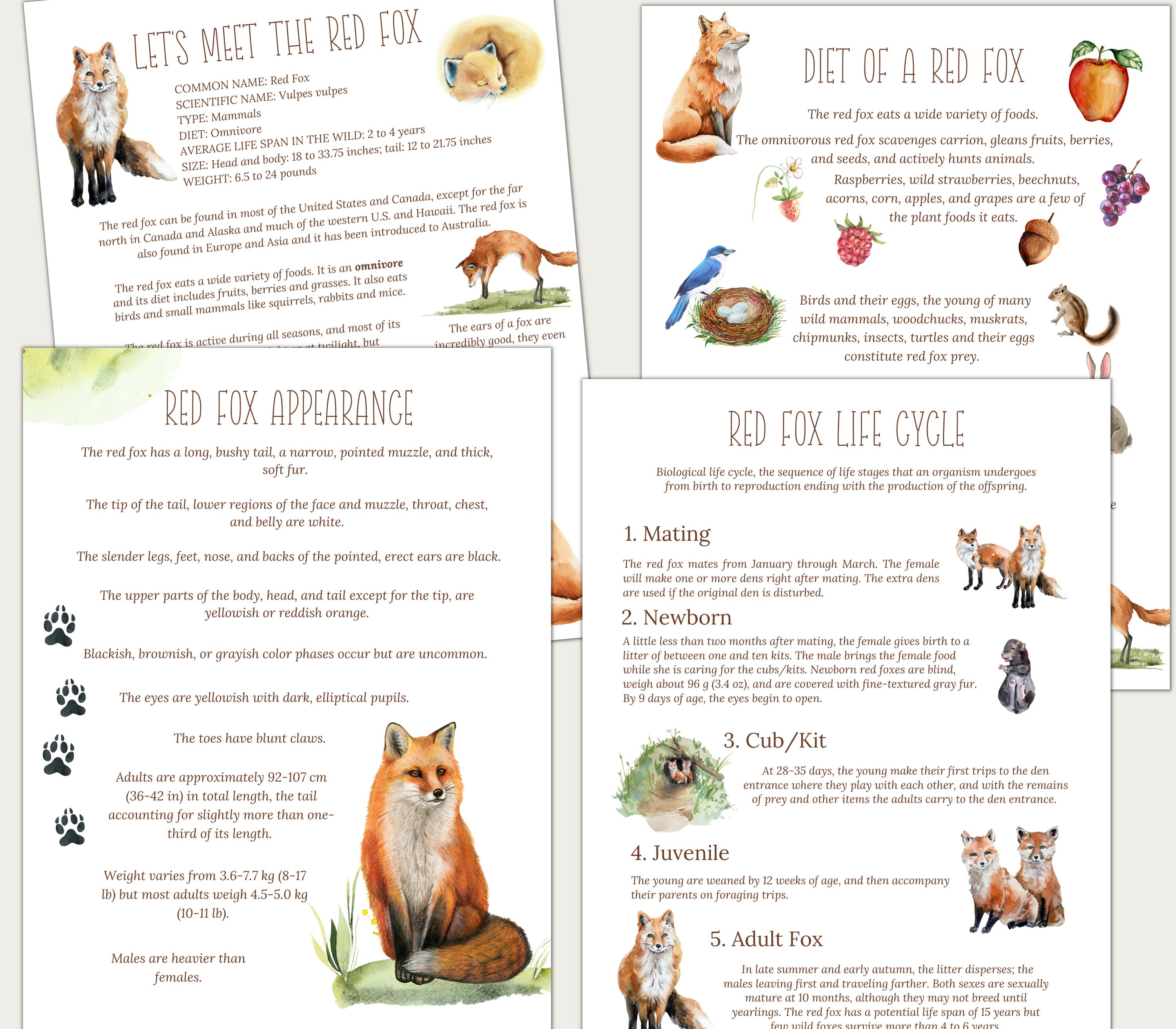 RED FOX Unit Study Life Cycle Anatomy Nature Study - Etsy Australia